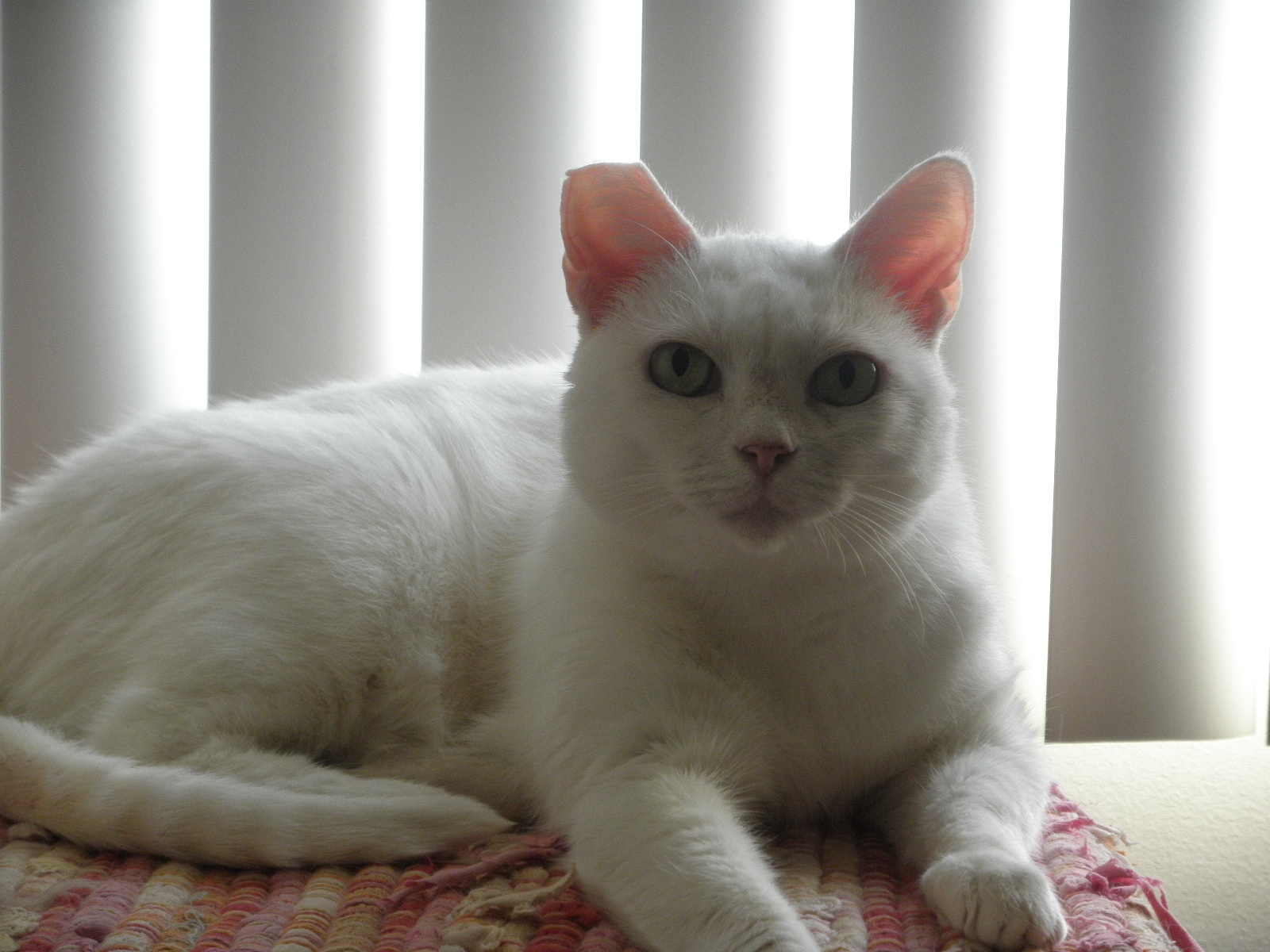 Dhyan with Skin Allergies – AHVMF